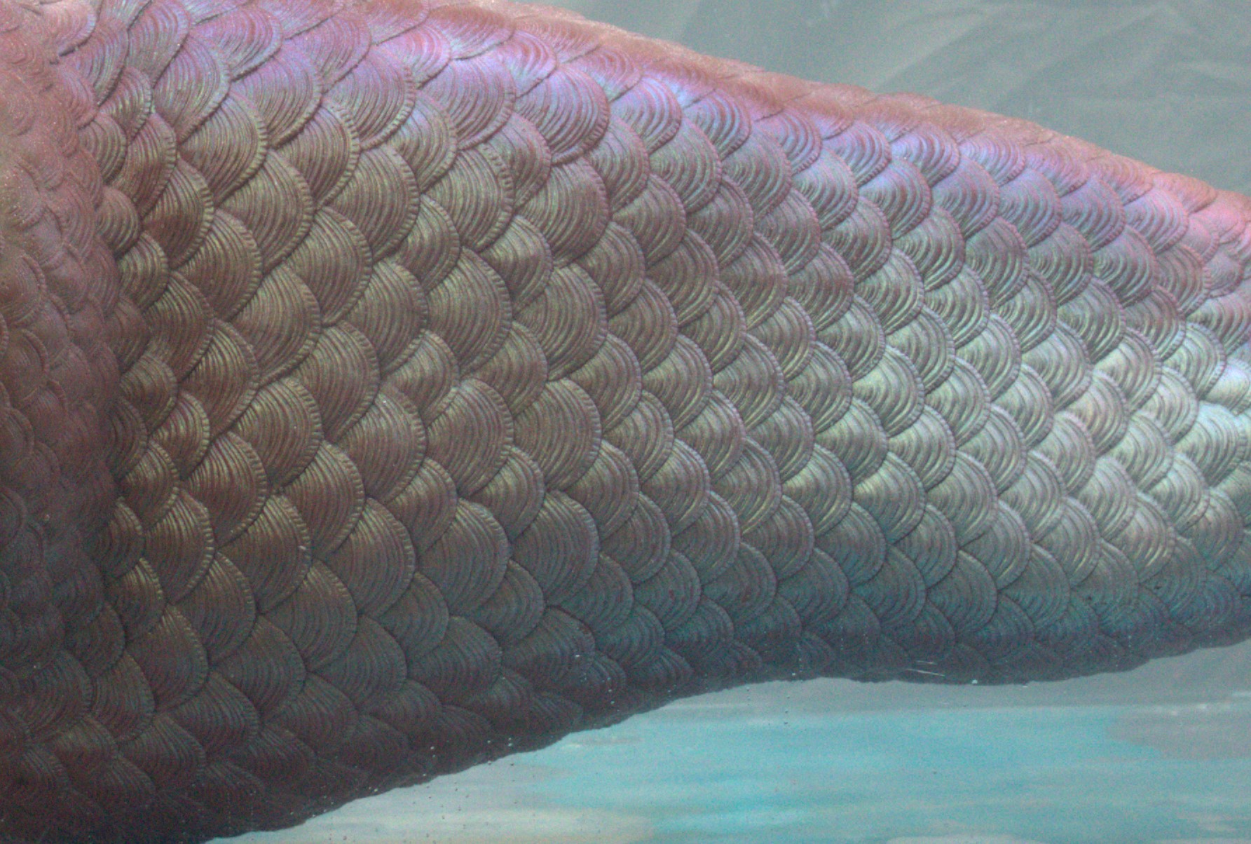 Mermaid Chè Monique – Self Love, Fat Liberation, Celebrity Mermaid Magic